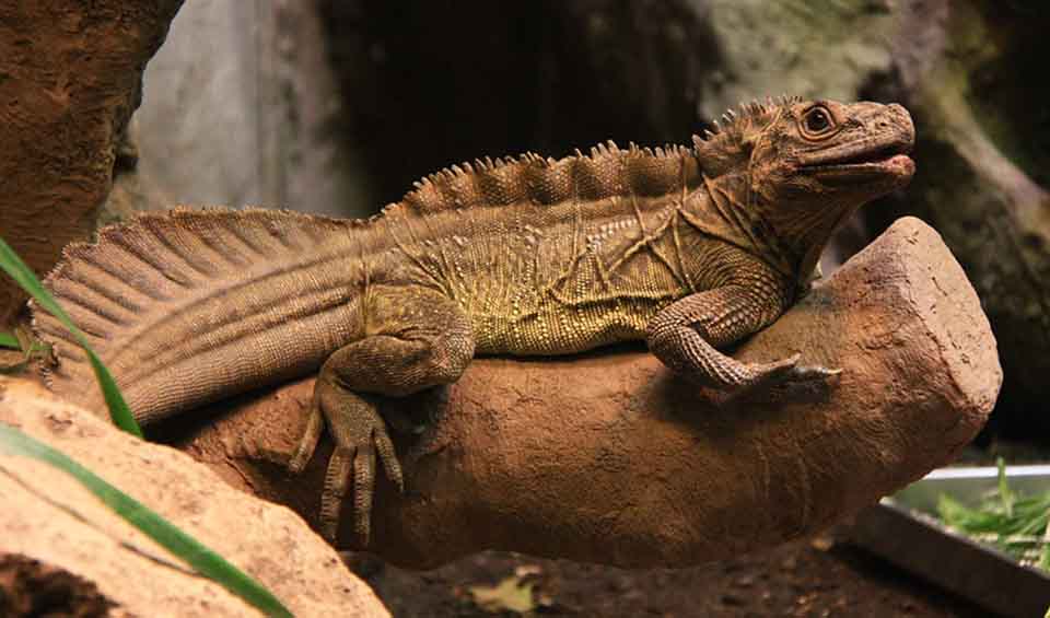 Hydrosaurus - Sailfin dragons: facts, distribution & population | BioDB