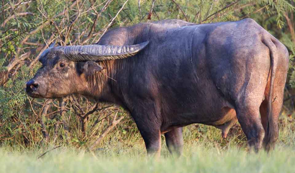 Bubalus - Asiatic bovines: facts, distribution & population | BioDB