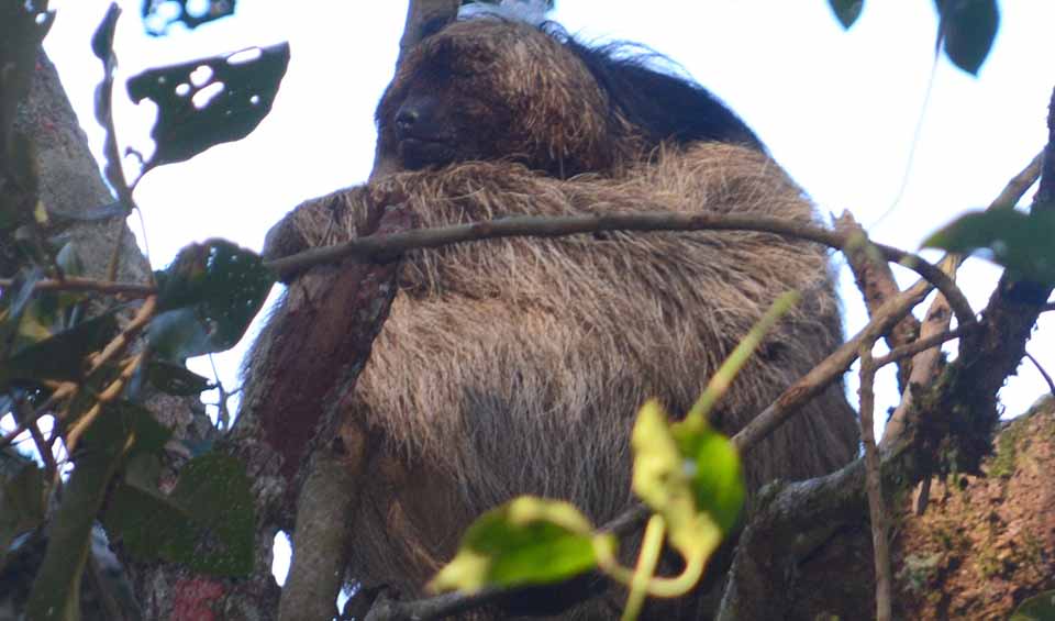 Maned sloth facts, distribution & population | BioDB