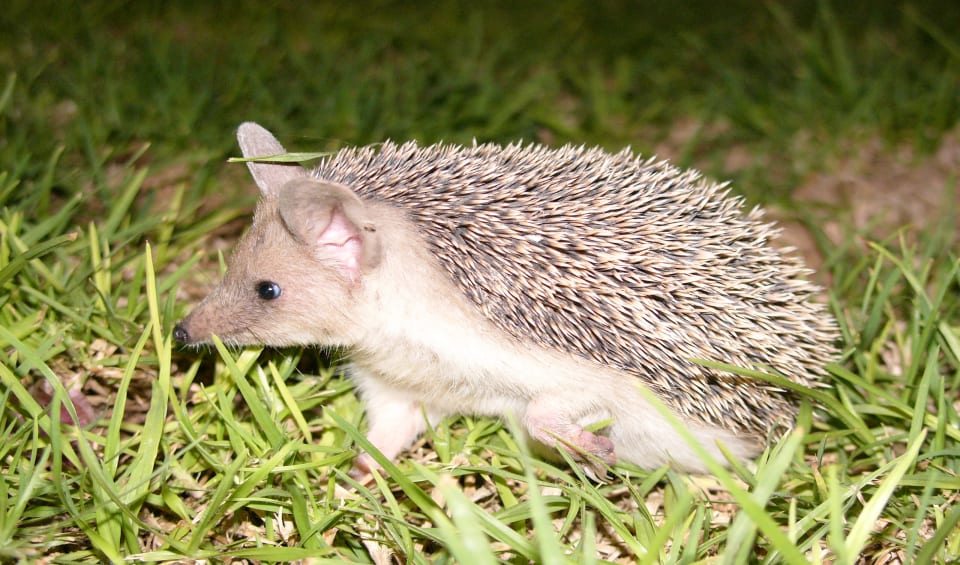 Hemiechinus - Long-eared hedgehogs: facts, distribution & population ...