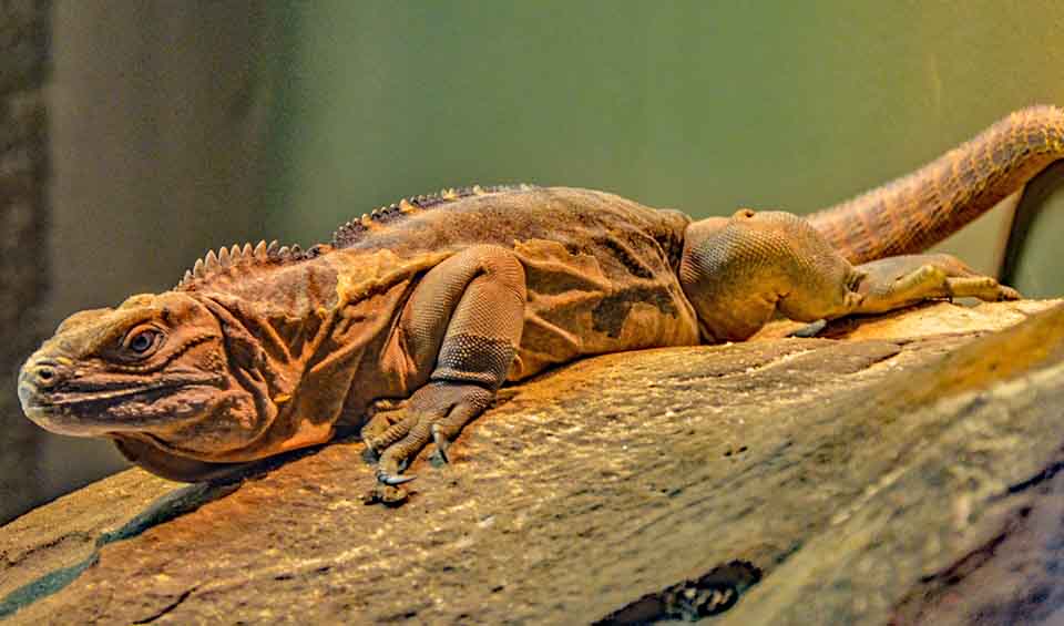 Jamaican iguana facts, distribution & population | BioDB