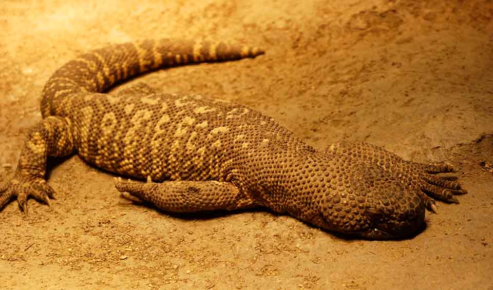 Mexican beaded lizard facts, distribution & population | BioDB