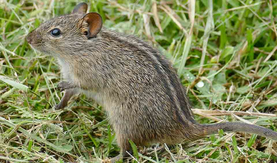 Muridae - Murids: facts, distribution & population | BioDB