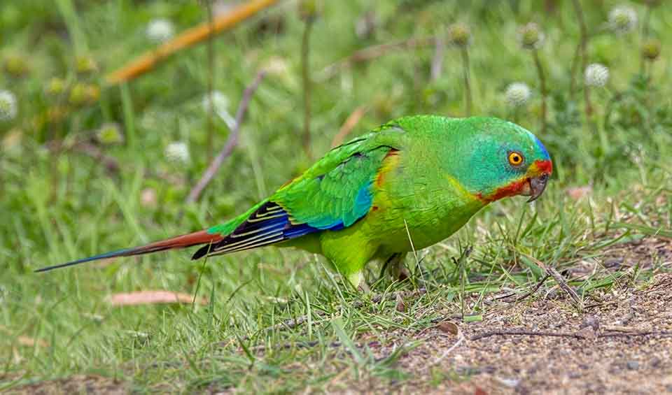 Swift parrot facts, distribution & population | BioDB