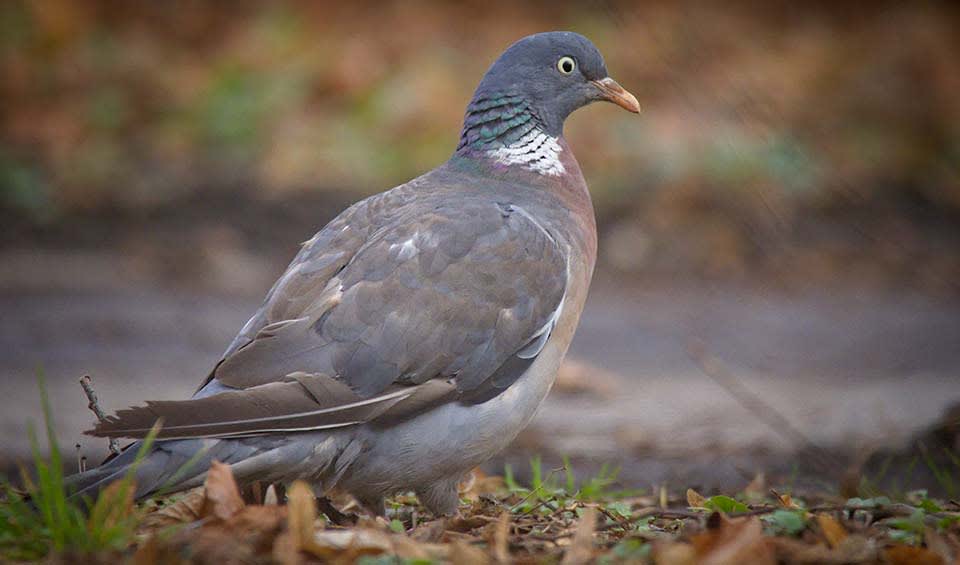 Wood pigeon facts, distribution & population | BioDB