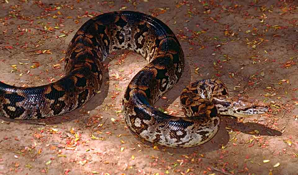 Boidae – Boas & anacondas: facts, distribution & population | BioDB