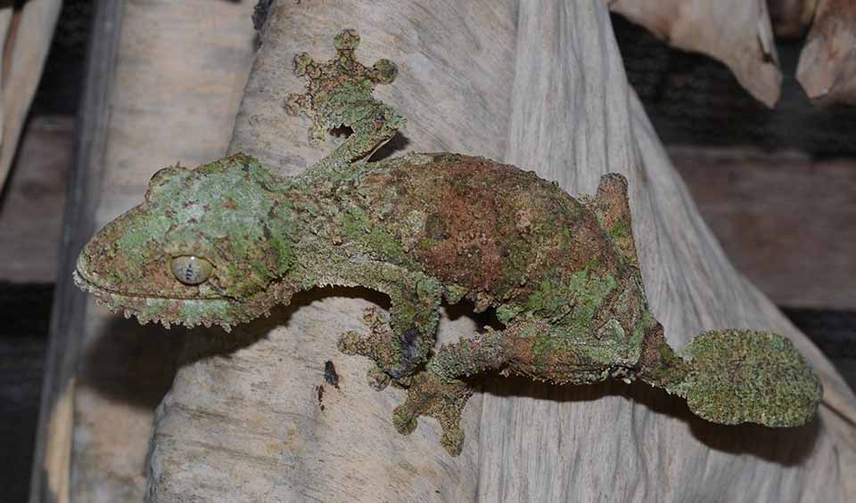 Mossy leaf-tailed gecko facts, distribution & population | BioDB