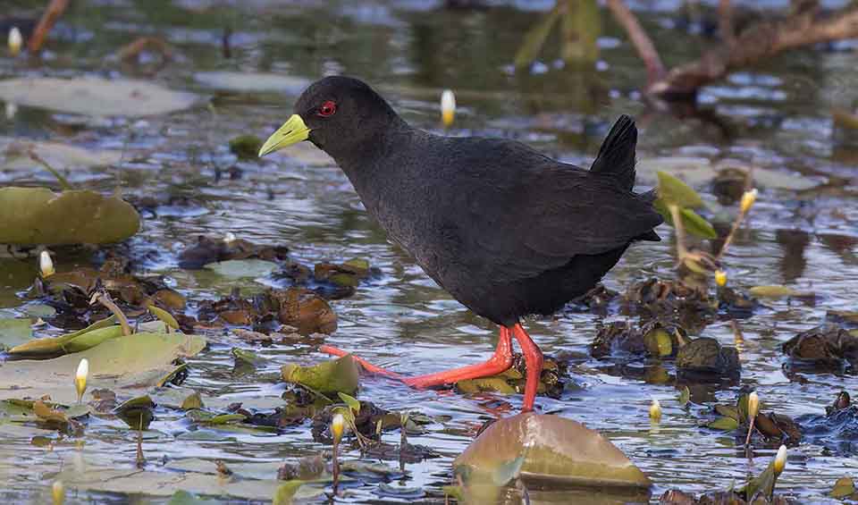 Black crake facts, distribution & population | BioDB