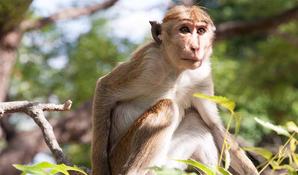 Bonnet macaque facts, distribution & population | BioDB