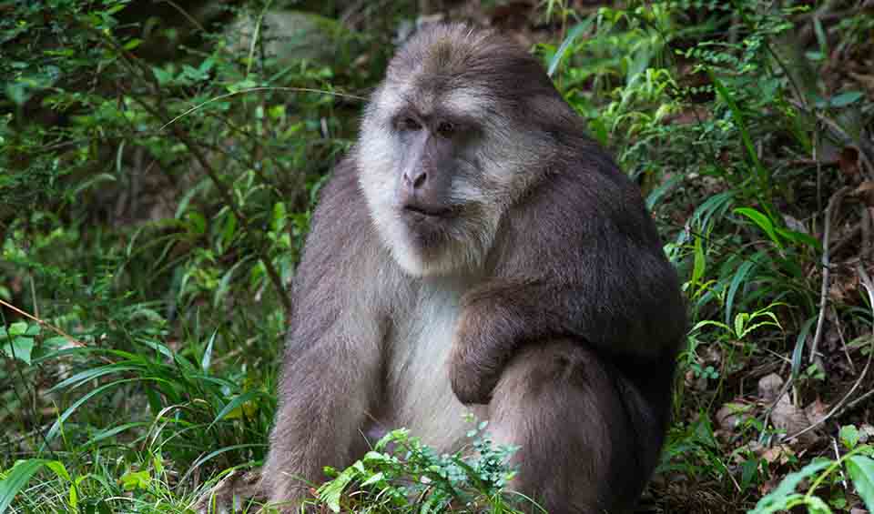 Tibetan macaque facts, distribution & population | BioDB