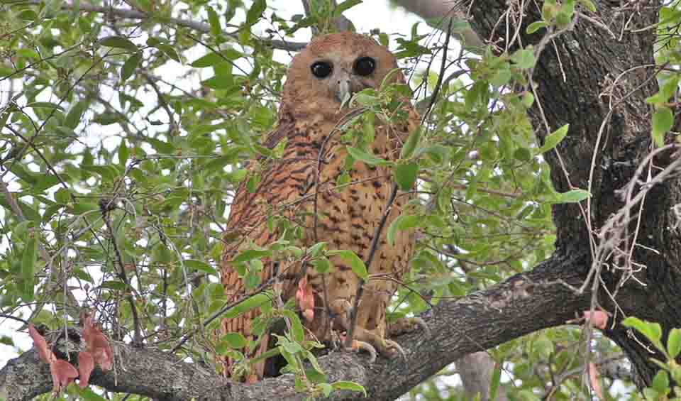 Pel's fishing owl facts, distribution & population | BioDB