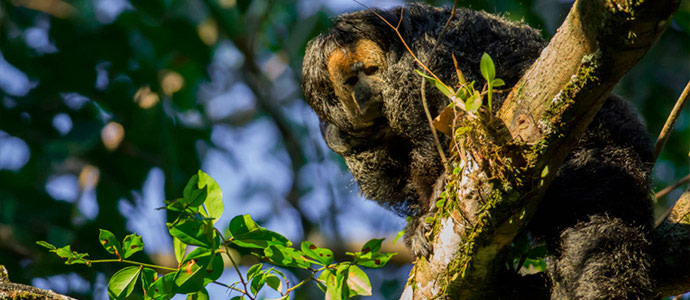 8 of the Top Canopy Tours in the Amazon Rainforest
