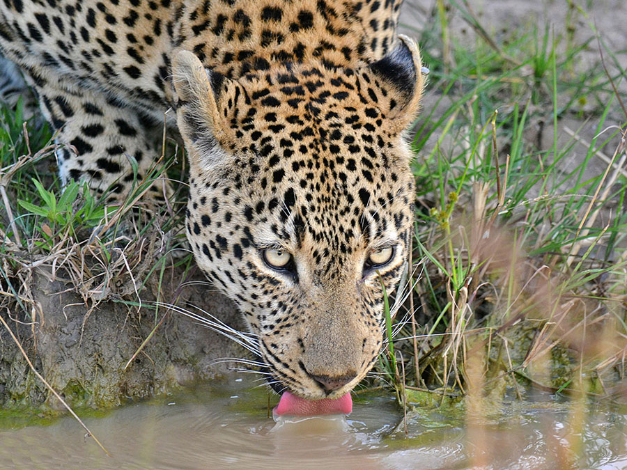 The Inyati Game Lodge, Sabi Sand Game Reserve, South Africa