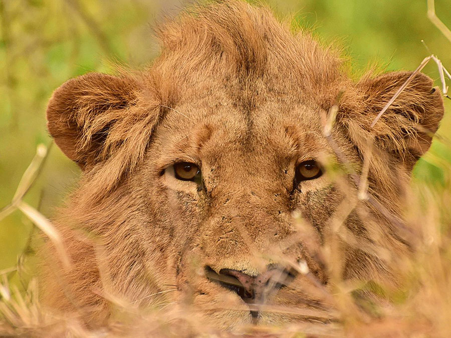 The Inyati Game Lodge, Sabi Sand Game Reserve, South Africa