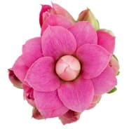 Kalanchoe double Rose Flowers Audrey min 4 layers | Gardenline