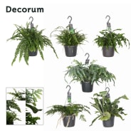 Ferns mixed Mix Decorum | OZ Planten