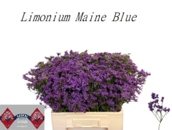 Limonium Maine Blue LIM MAINE BLUE | OZ Planten