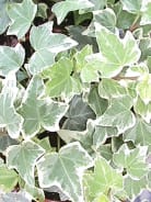 Hedera hel. variegated White variety, motherplant | Hedera helix ...