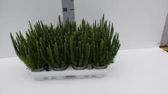 Calluna vul. Skyline Verona CALLU SKY VERONA | Calluna vulgaris ...