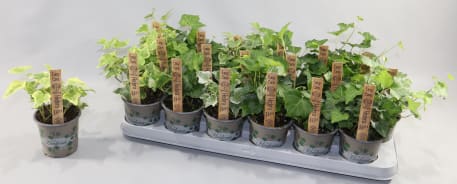 Hedera hel. mixed HED HE GEM | Hedera helix | Hedera | Piante verdi da ...