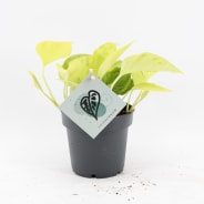 Epipremnum | OZ Planten