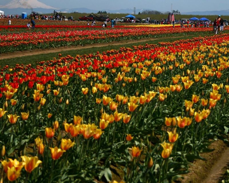 tulip fields oregon