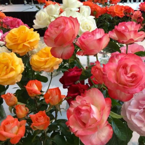 Spring Rose Show | The Official Guide to Portland