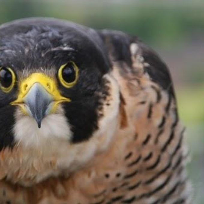 Audubon Society of Portland Sanctuary | An Event Planner's Guide