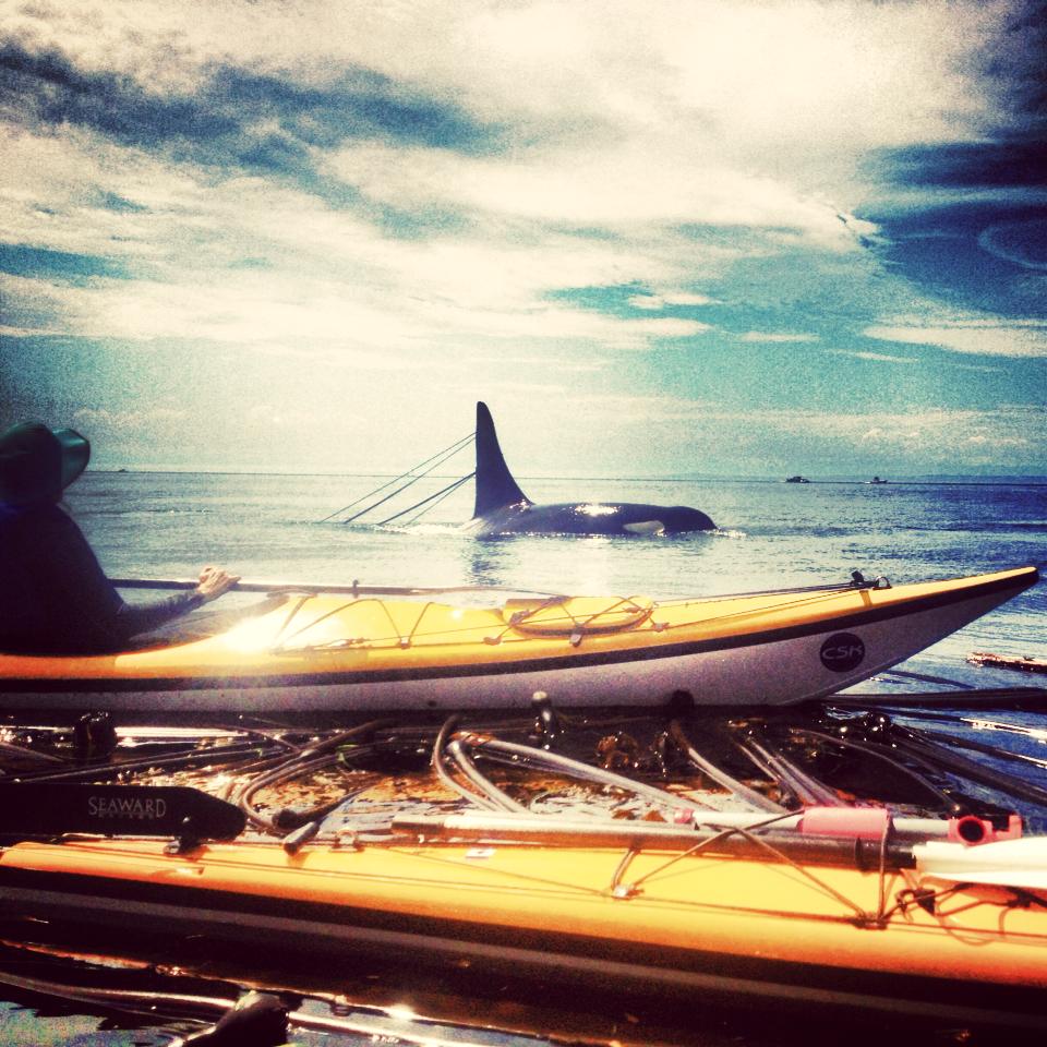 Friday Harbor Day Kayaking Trip | Crystal Seas Kayaking - Guide to the ...