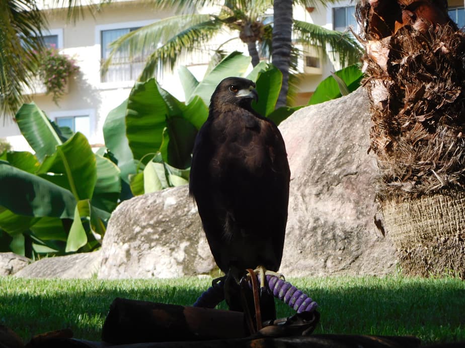 8 Wonderful Ways Velas Vallarta is Sure to Surprise You - Velas Vallarta