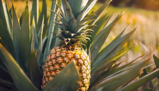 Pineapple Dream Meaning and Symbolism: Tropical Delight or Hidden Warning?