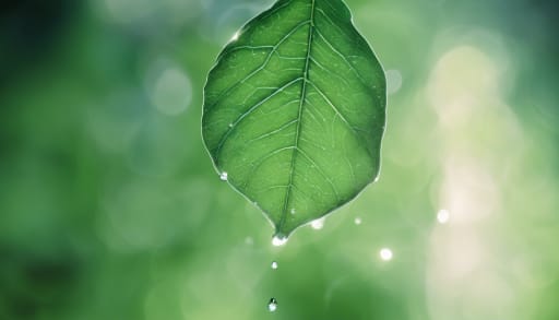 14 Scenarios of Green Leaf Dream Symbol and Their Interpretations
