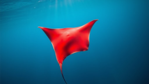 Dreams about Red Stingray: What's the Meaning Behind This Elusive Dream Symbol?