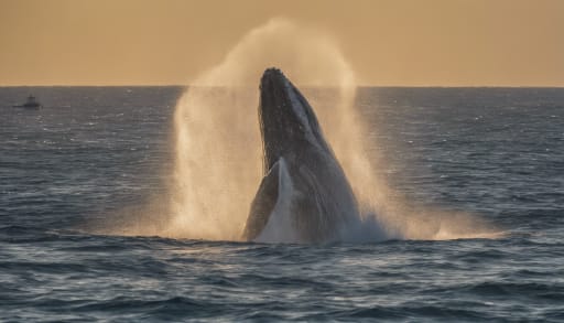 Whale Dream Symbolism and Interpretation