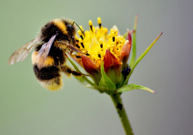 Planting with Purpose: How to Create a Pollinator Garden for Bees