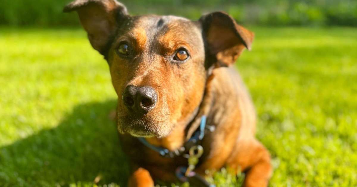 Dog Joint Health: Tips for Strong and Happy Joints | Dr. Harvey's