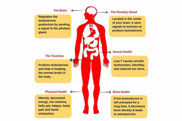 Androgen Deficiency Syndrome