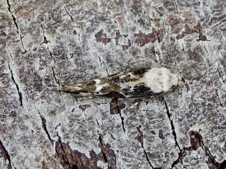 Mompha divisella | Somerset Moths