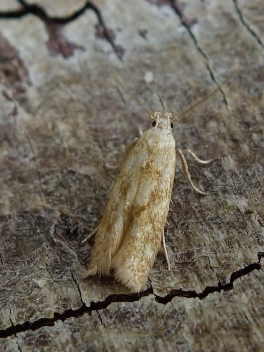 Mompha ochraceella | Somerset Moths