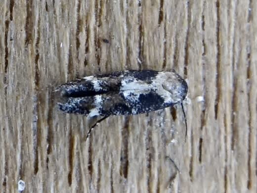 Mompha bradleyi | Somerset Moths