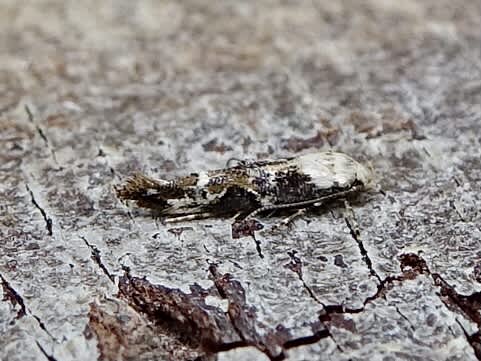 Mompha divisella | Somerset Moths