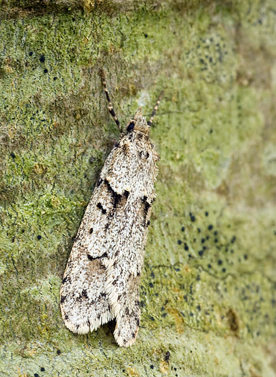 Diurnea fagella | Somerset Moths