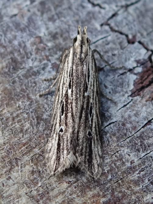 Monochroa palustrellus | Somerset Moths