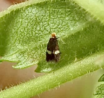 Stigmella aurella | Somerset Moths