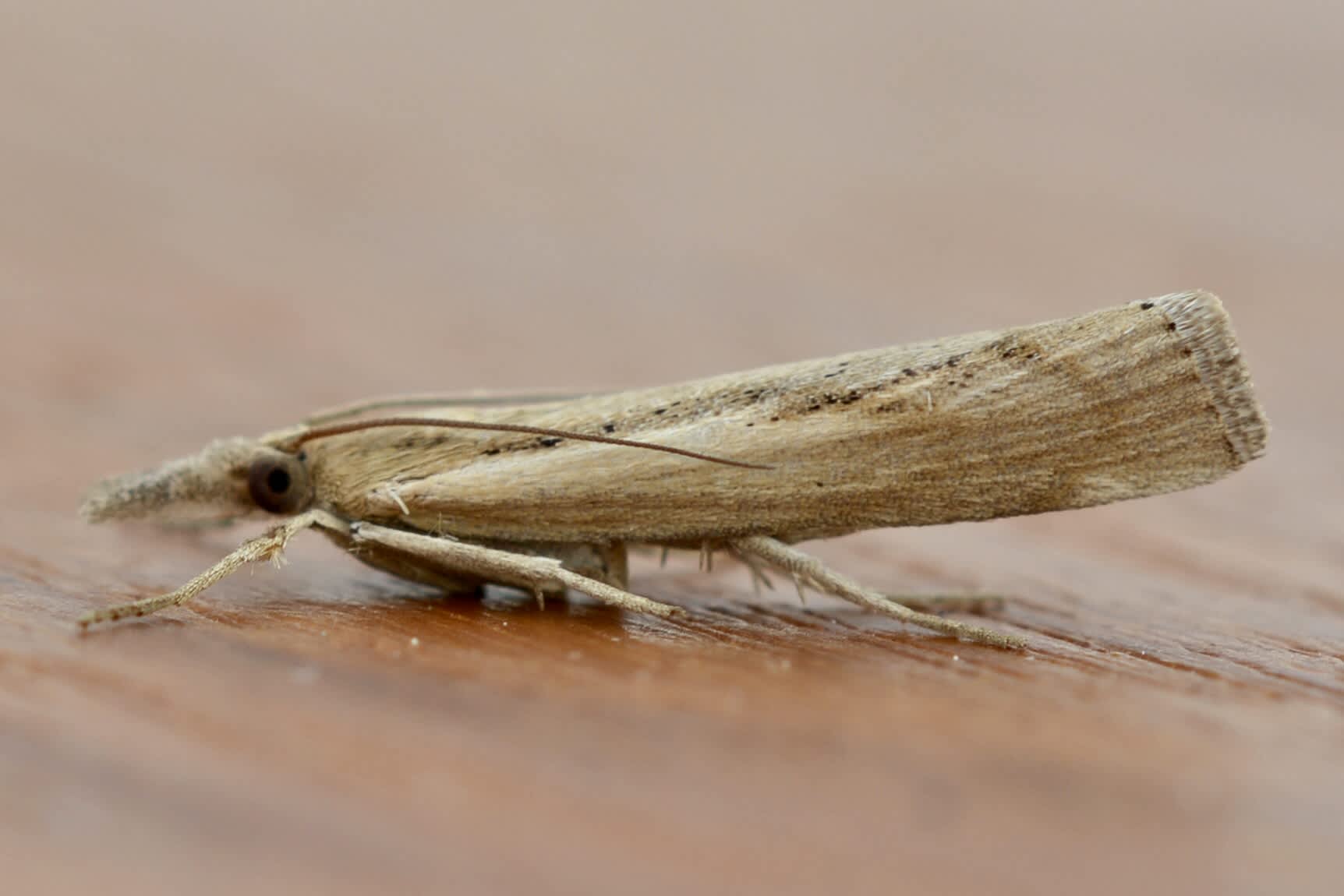 Pediasia aridella | Somerset Moths
