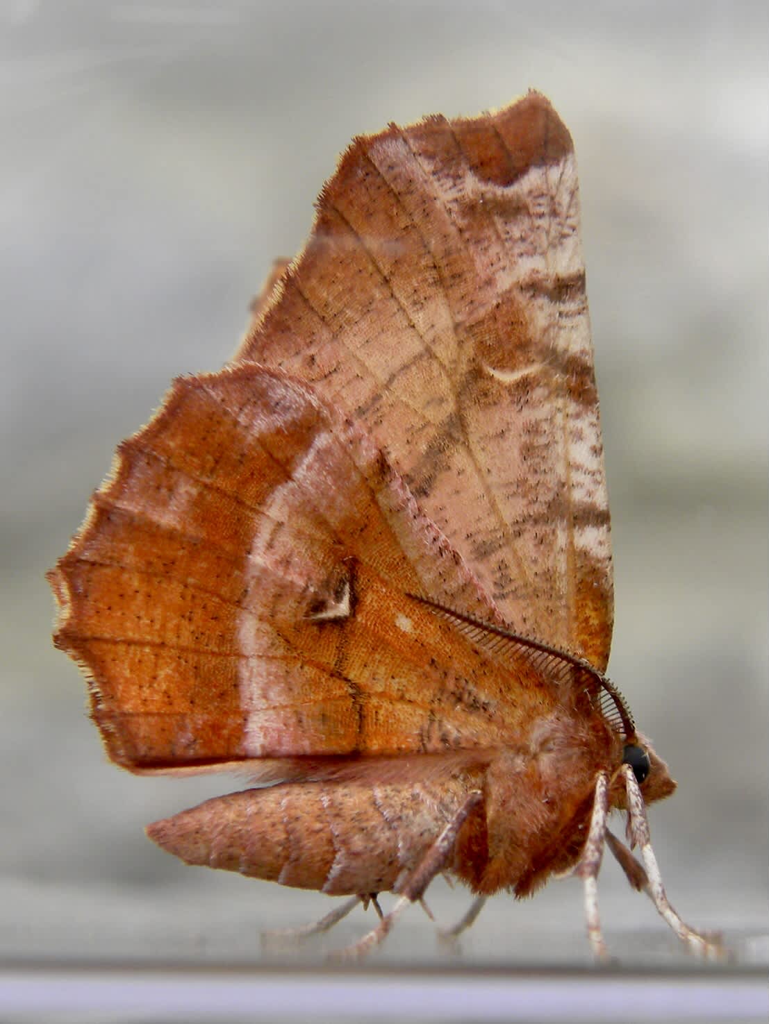 Early Thorn | Somerset Moths