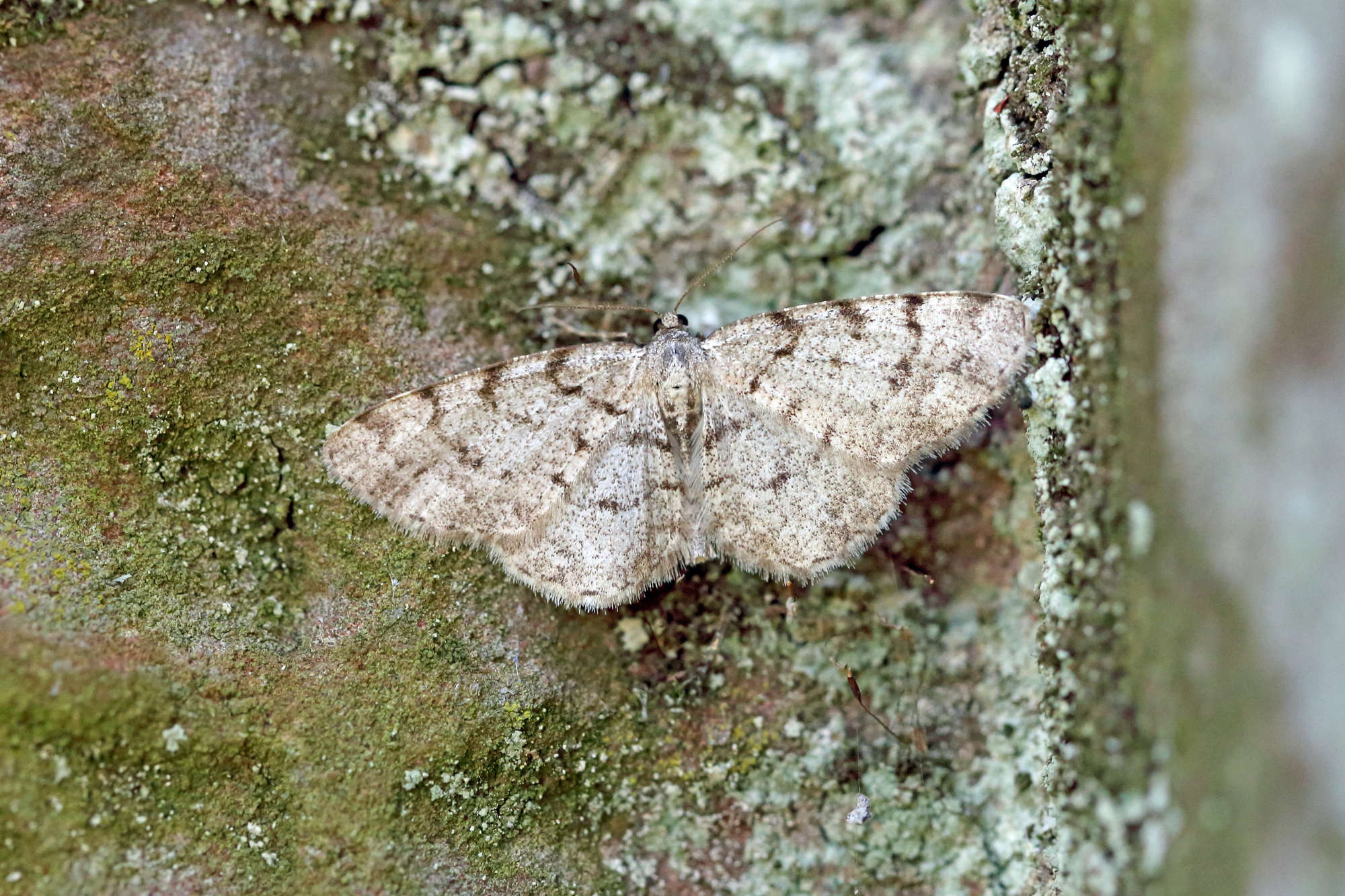 Grey Birch | Somerset Moths