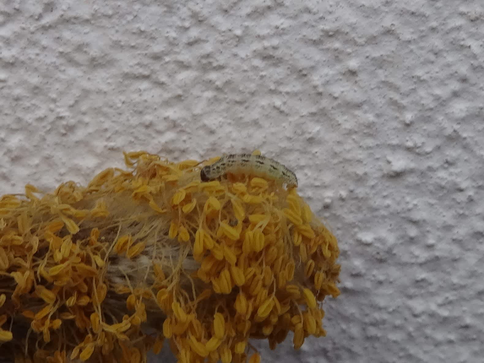 Slender Pug | Somerset Moths