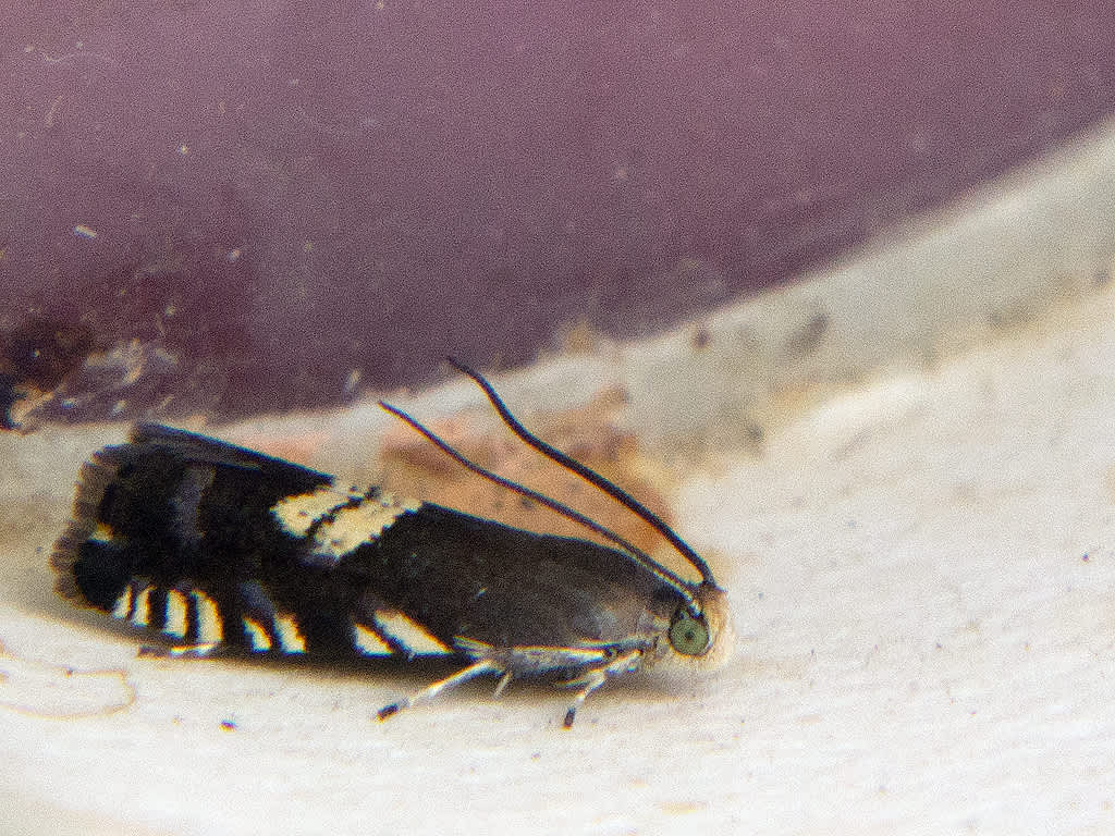 Grapholita pallifrontana | Somerset Moths