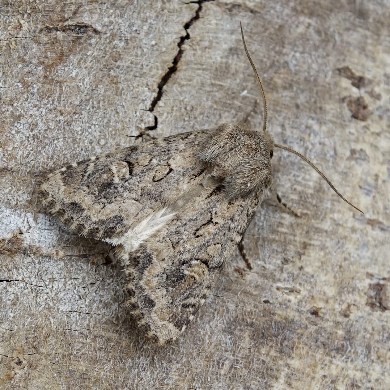Flounced Rustic | Somerset Moths